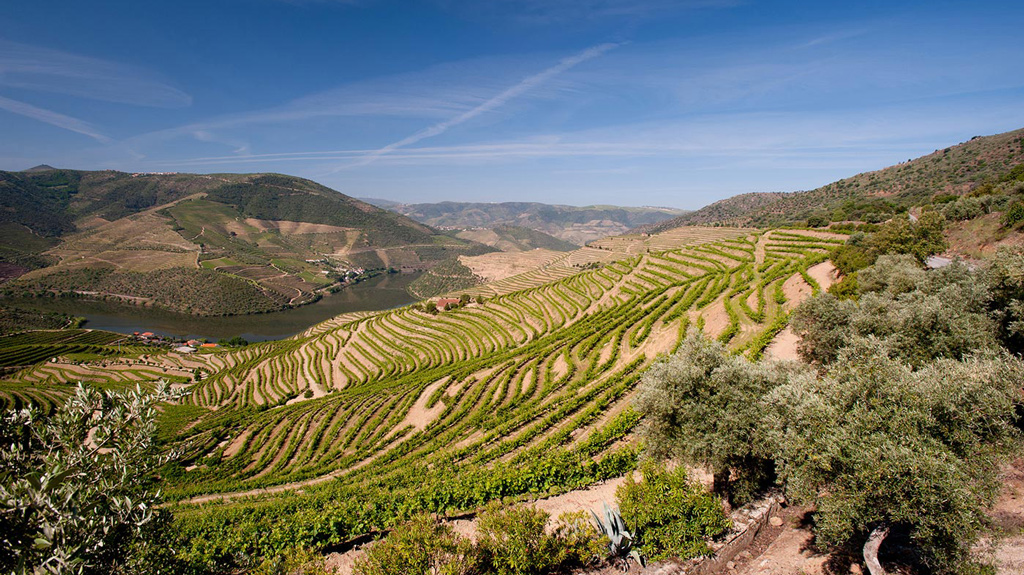 Home · Symington Family Estates